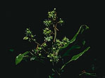 Asteropeiaceae in Madagascar