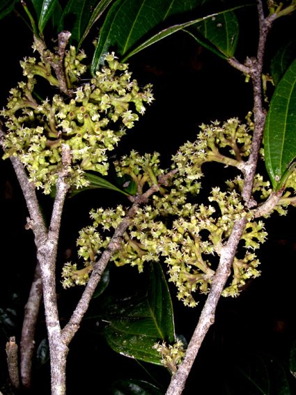 MBG: Research: Costa Rica: The Cutting Edge