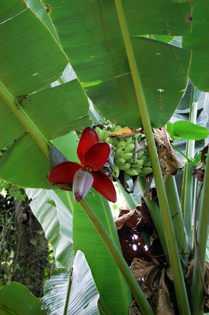 Musa textilis (Manila hemp) (Abaca)