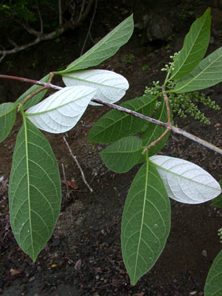 MBG: Research: Costa Rica: The Cutting Edge