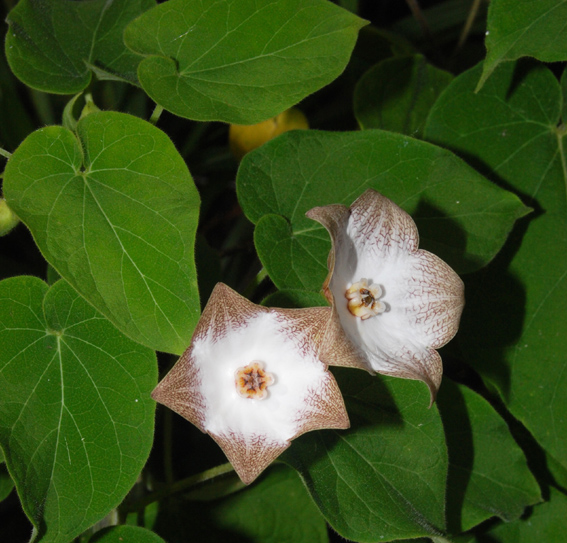 MBG: Research: Costa Rica: The Cutting Edge